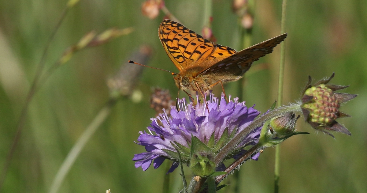 Stort natur-løft giver pote: Sjældne dyr og planter spreder sig ...