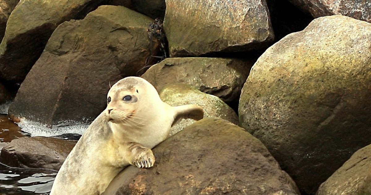 Spot sæler og oplev vadehavet i Naturpark Randers Fjord - Randers Kommune