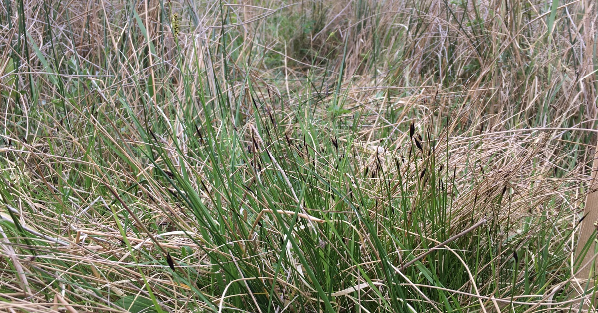 Sjælden plante i Bjerregrav mose - Randers Kommune